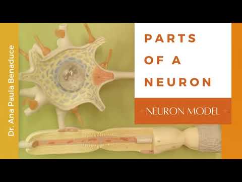 Dr. Benaduce: Parts of a Neuron - Neuron Model