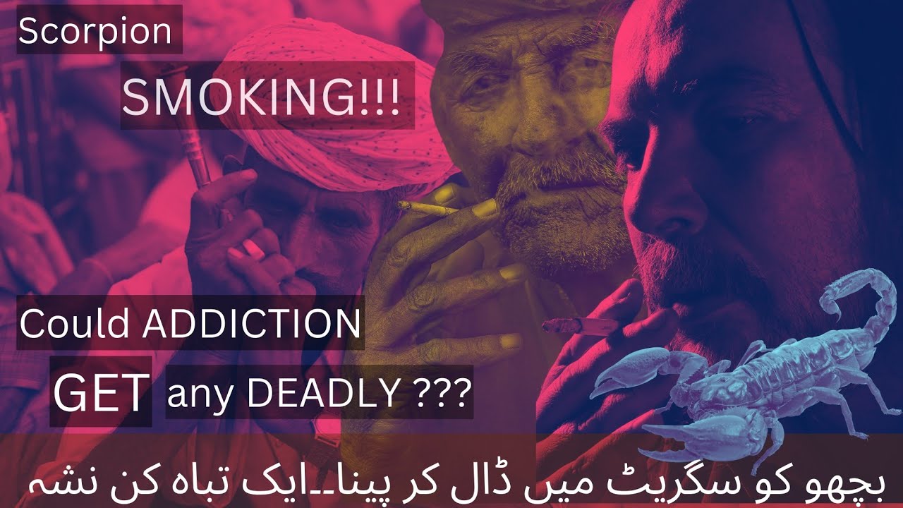 Scorpion Smoking Hazards | بچھو تمباکو نوشی کے خطرات| बिच्छू धूम्रपान ...