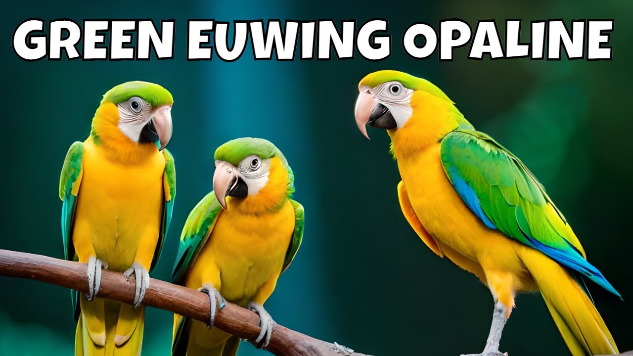 The Beauty and Elegance of Green Euwing Opaline Parrots in my Home ...