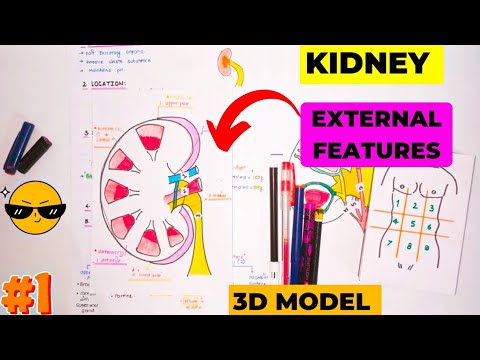 🤯KIDNEY 3D ANATOMY | PART 1💥| External features of kidney | - YouTube