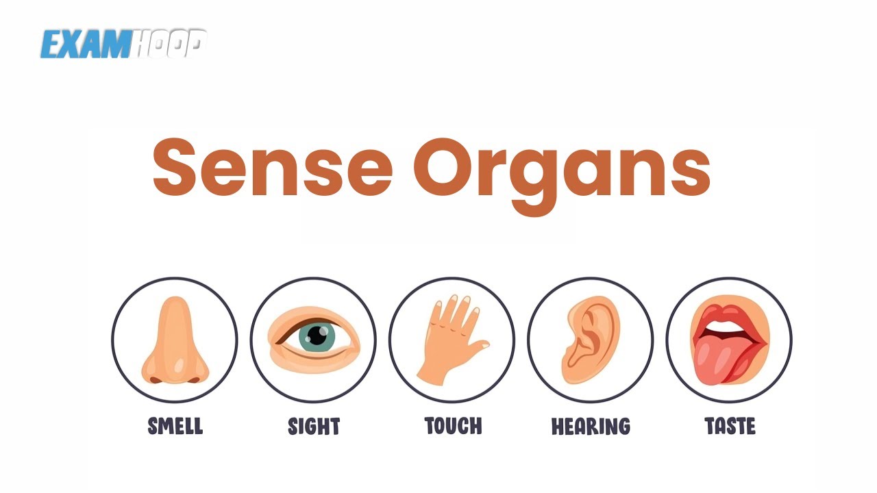 SENSE ORGANS: THE FIVE SENSE ORGANS - YouTube