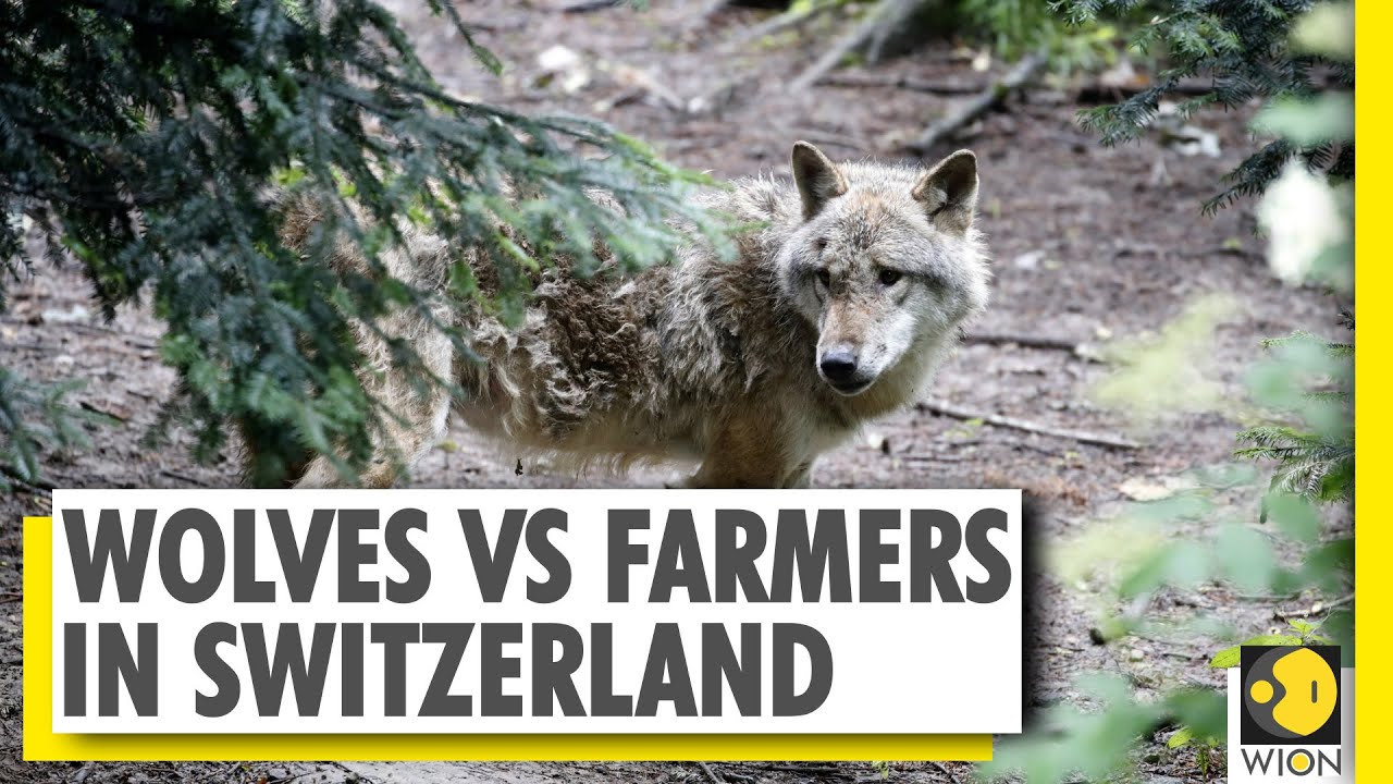 Switzerland to hold key vote on future of wolves | World News | WION ...