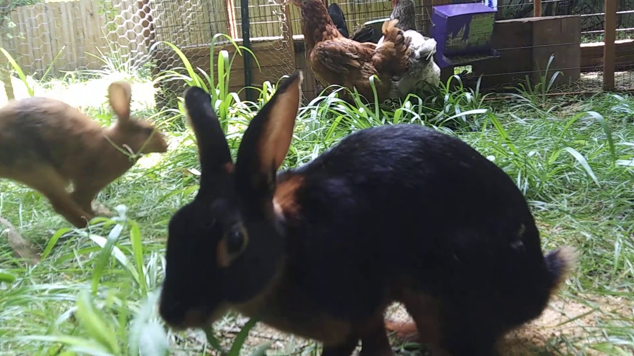 Rabbits Meet the Chickens - YouTube