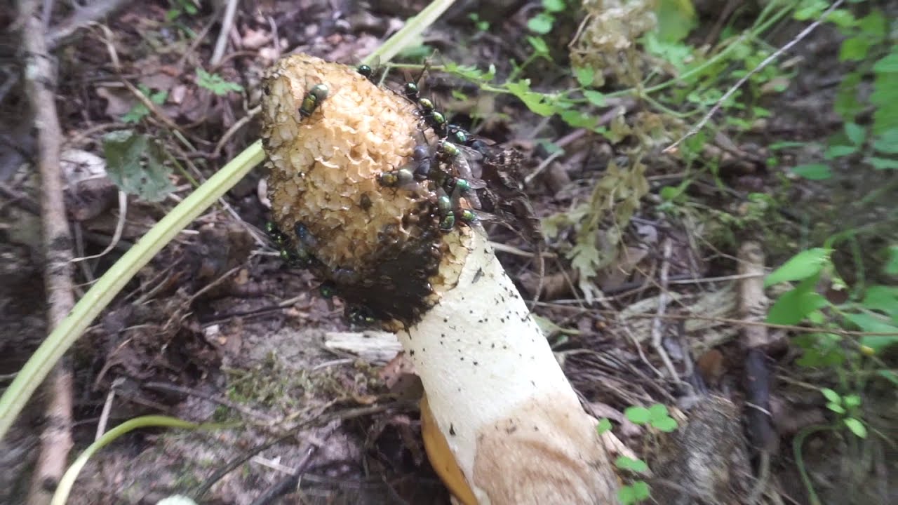 Sromotnik smrodliwy - Phallus impudicus cz4 - YouTube