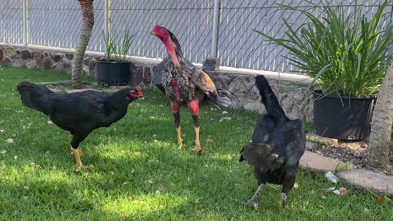 Qaib Ganoi Pair - YouTube