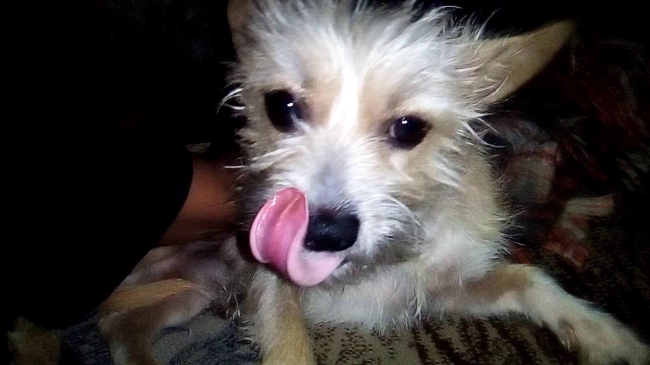 PANCHO EL PERRITO FALDERO MAS FEROZ DEL MUNDO - YouTube