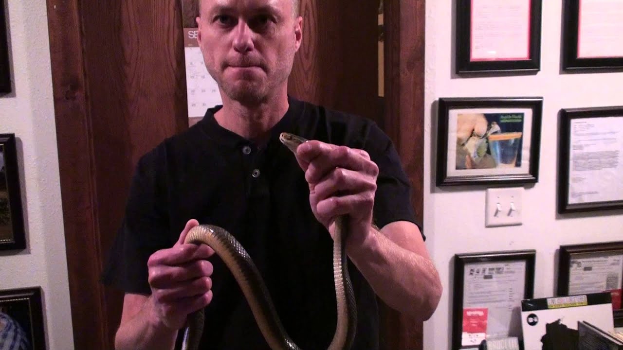 Taipan Bite. 3 and 4. Tim Friede - YouTube