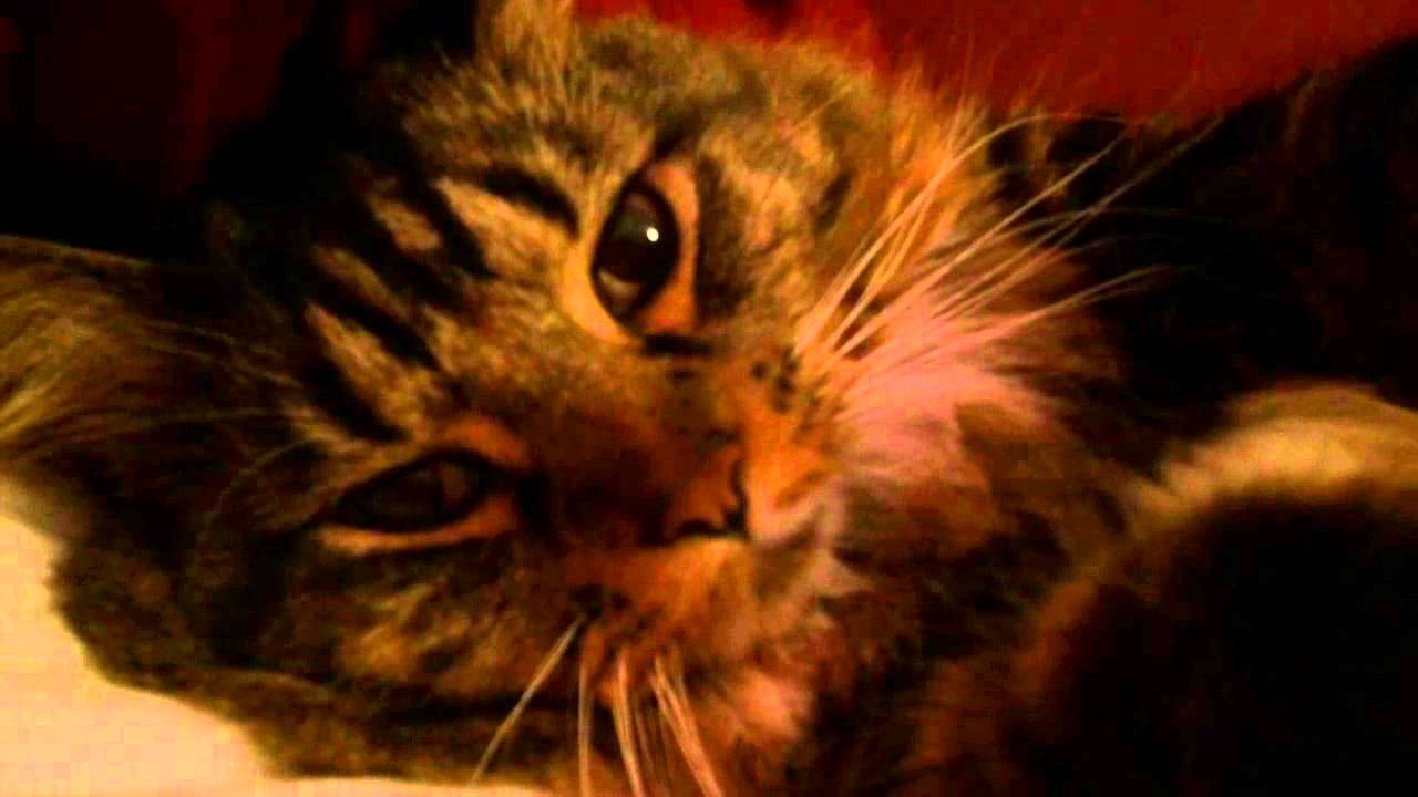 Bert Burt the Cat - Ice Bucket Challenge - YouTube