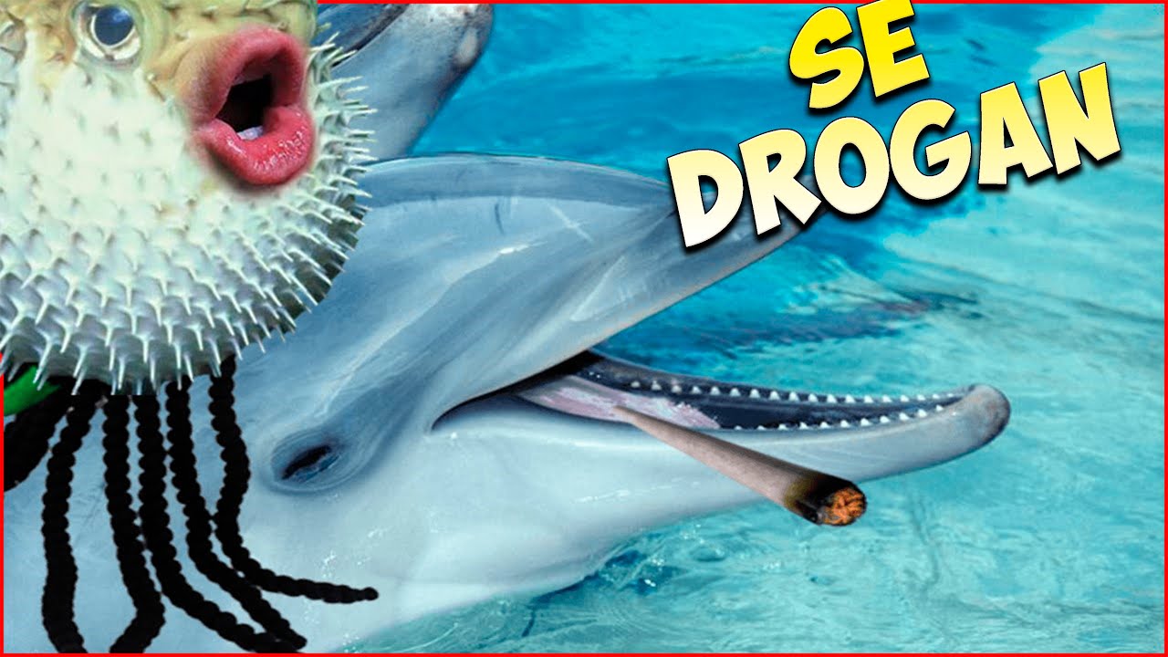 Los delfines se DROGAN con TOXINAS del PEZ GLOBO #short - YouTube