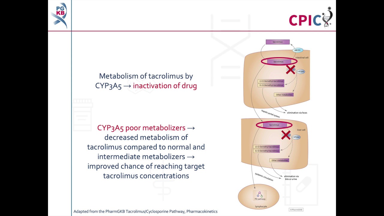 CPIC guideline for Tacrolimus and CYP3A5 - YouTube