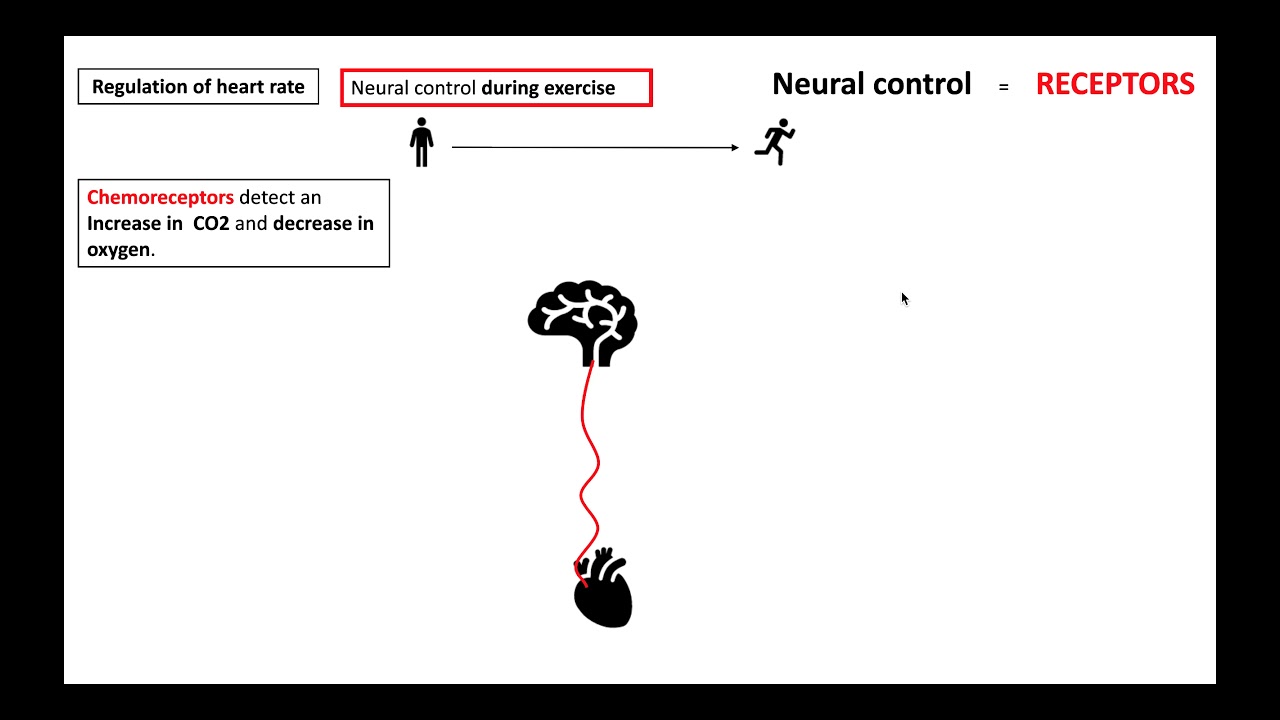 Heart rate regulation - neural, hormonal and intrinsic control - YouTube