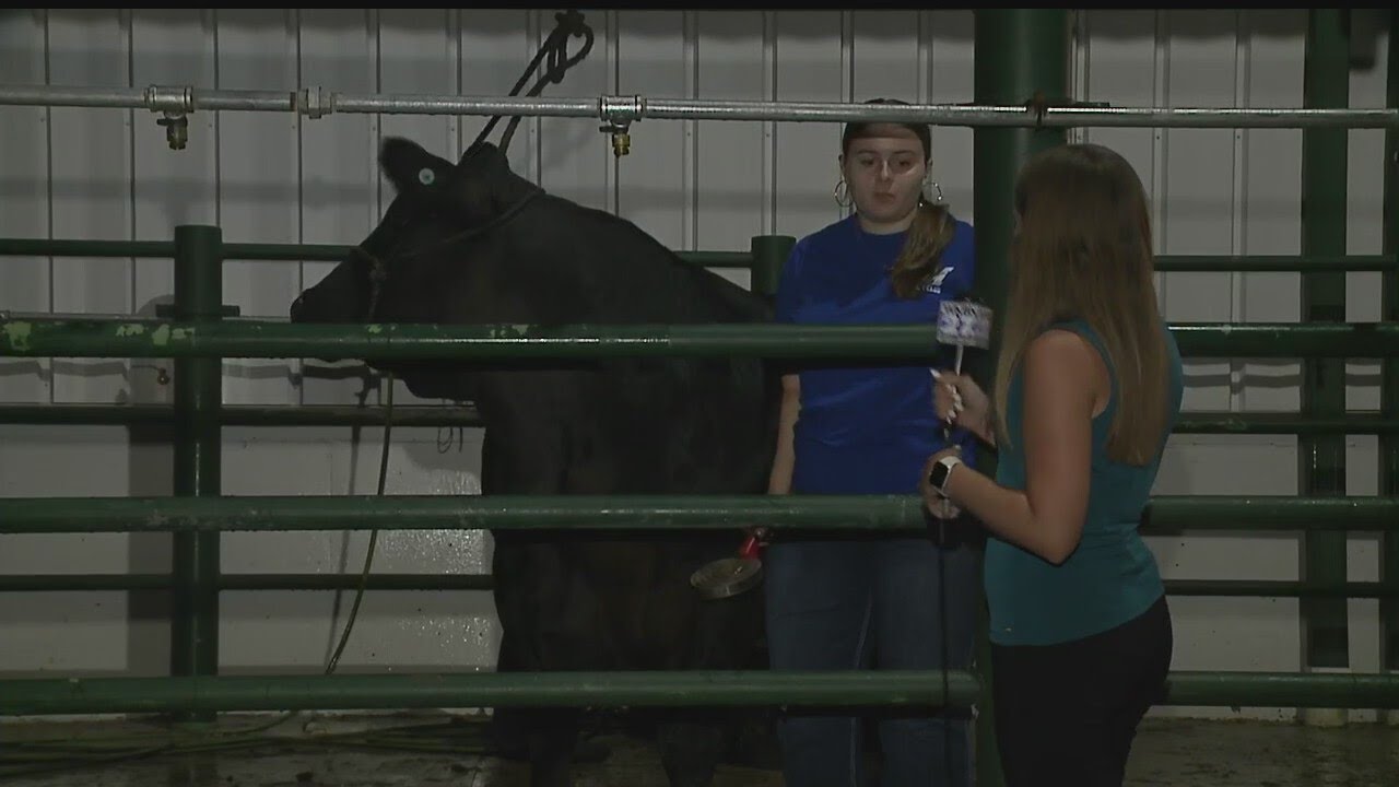 Canfield Fair Day 3: Steer Handler Interviews - YouTube