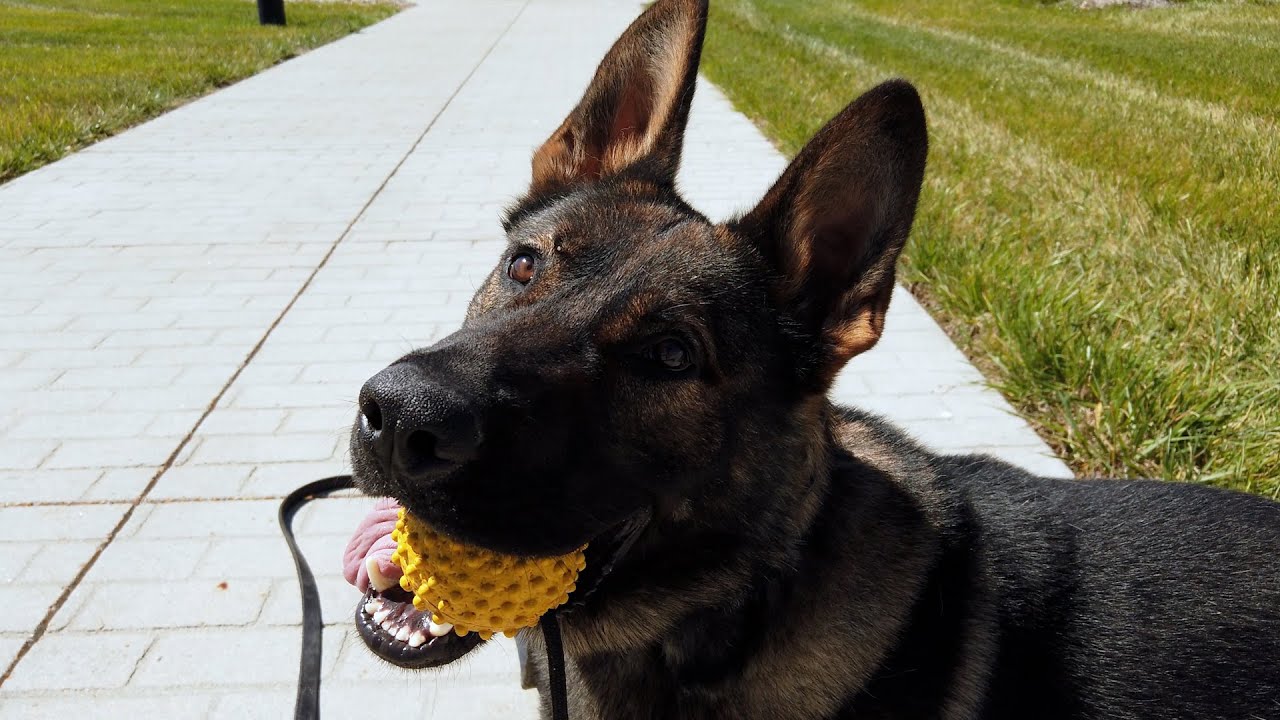 K9 Bear Joins the Pack | O'Fallon Matters - YouTube