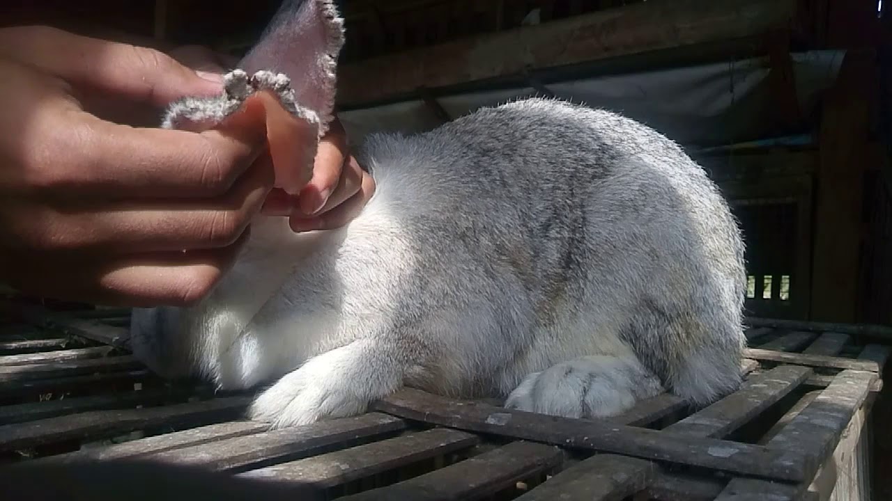 Ciri-Ciri Kelinci terkena Scabies/Gudik... - YouTube