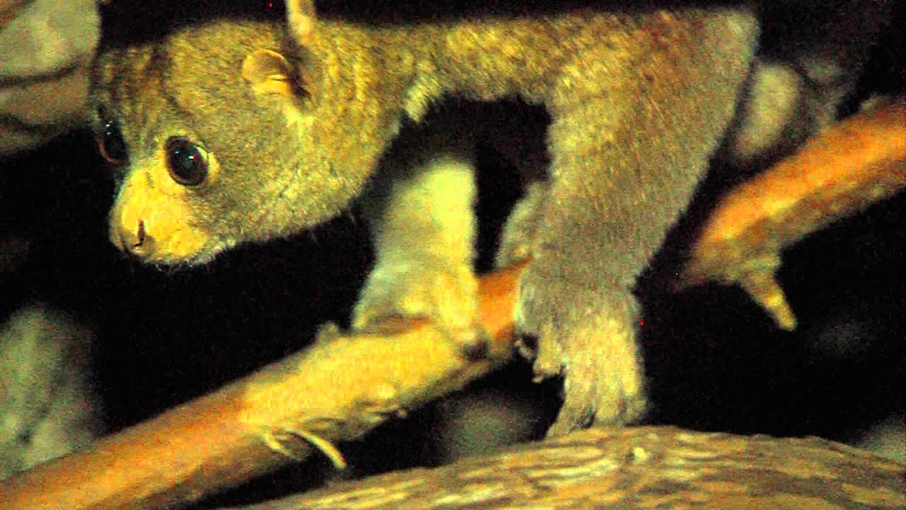 Baby Potto - Cincinnati Zoo 2013 - YouTube