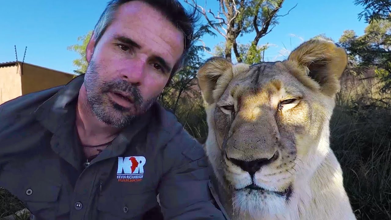 Do Lions Dream? #AskMeg | The Lion Whisperer - YouTube