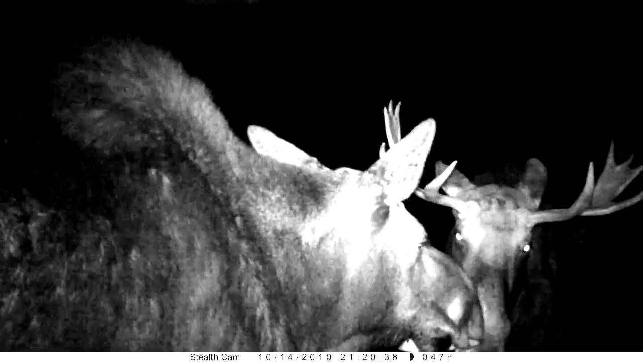 buck et femelle orignal - YouTube