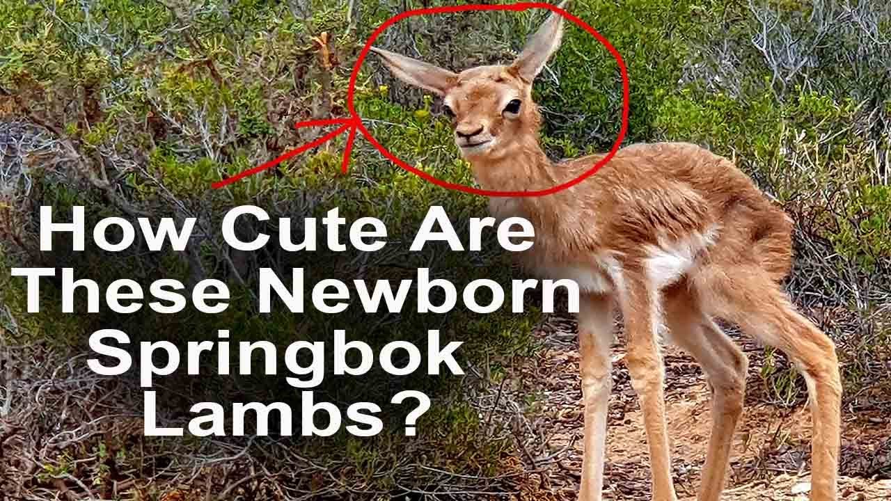 CUTE BABY SPRINGBOK! Finally we got some Springbok at Montevue and they ...