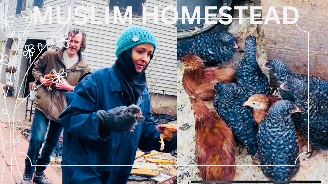 BRINGING THE CHICKS & MOVING THE DUCKS| #homestead #muslims #islamic # ...