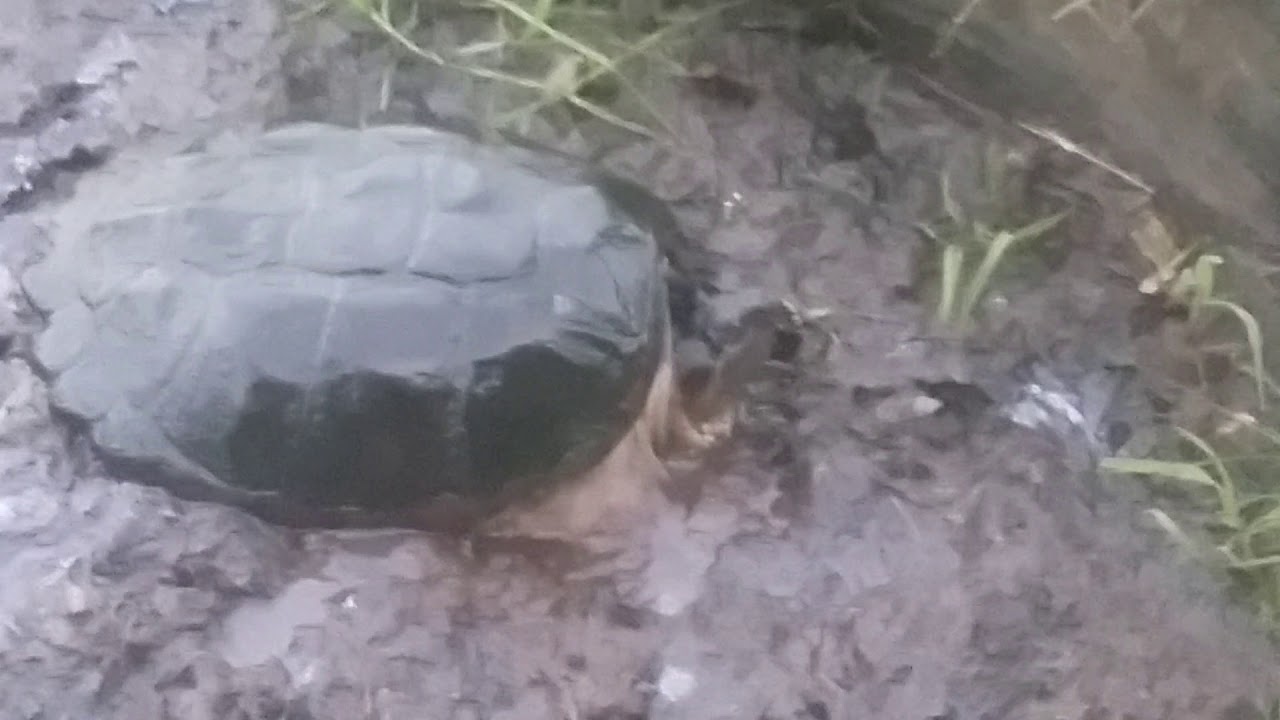 Catching a big snapping turtle!!!! - YouTube