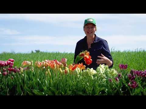 'Parrot King' Tulip from Johnny's Selected Seeds - YouTube