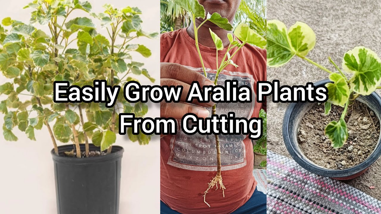 How To Grow Aralia Plant From Cutting #aralia #indoorplants #plants # ...