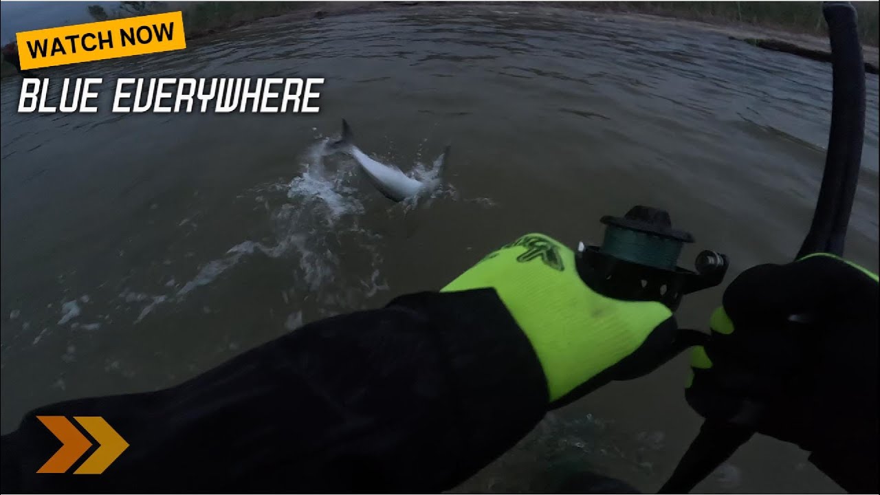 Blue Everywhere - Long Island Bluefish Spring 2024 - YouTube