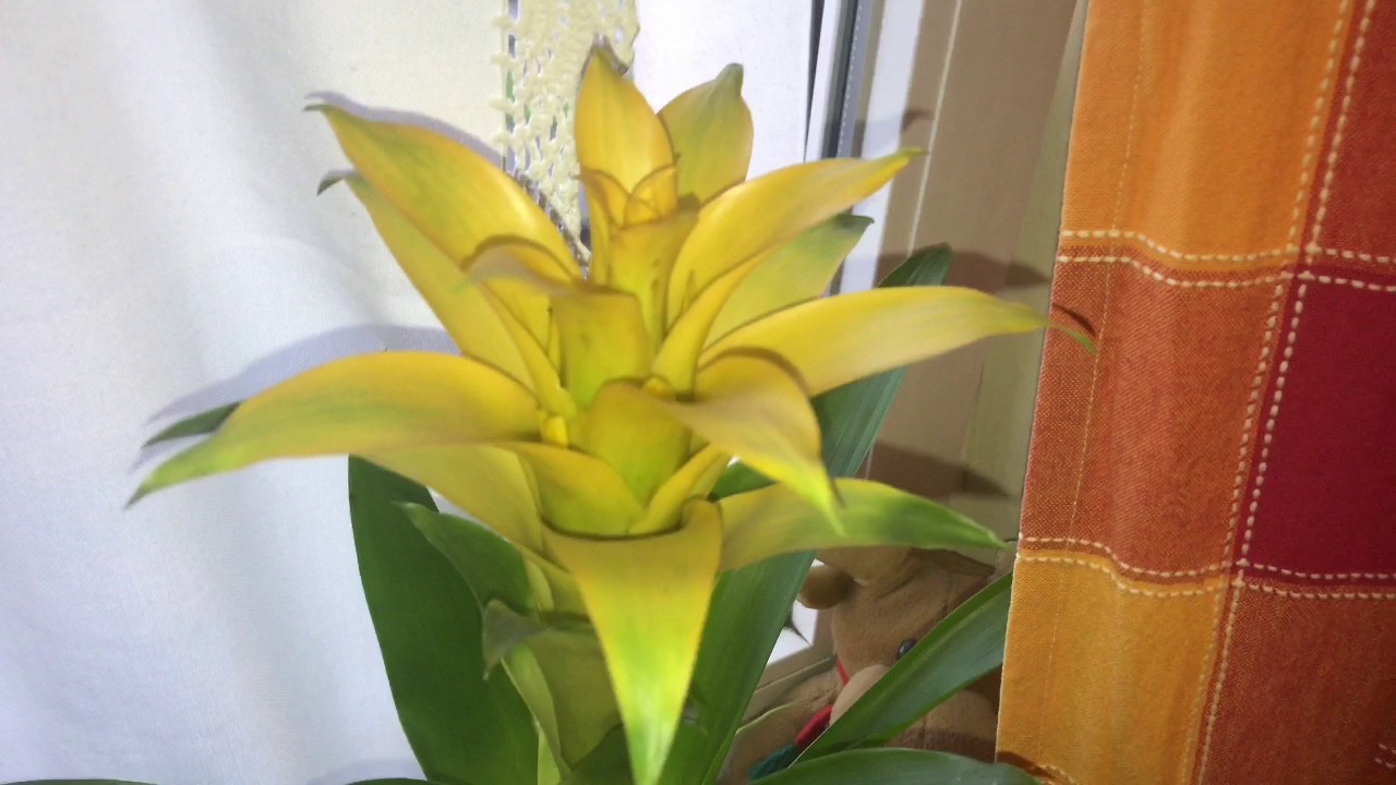 Bromeliaceae flower Pineapple, a bromeliad botanical information and ...
