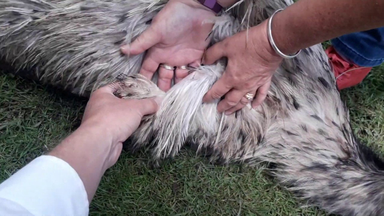 Have You Ever Seen an EMU WING? - YouTube