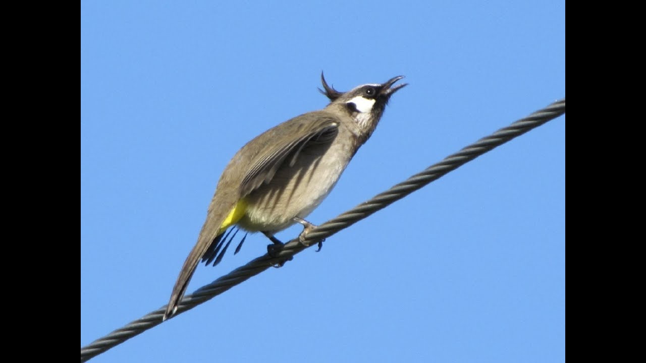 Himalayan Bulbul fluttering wings, Patal Bhuvaneshwar, Kumaon ...