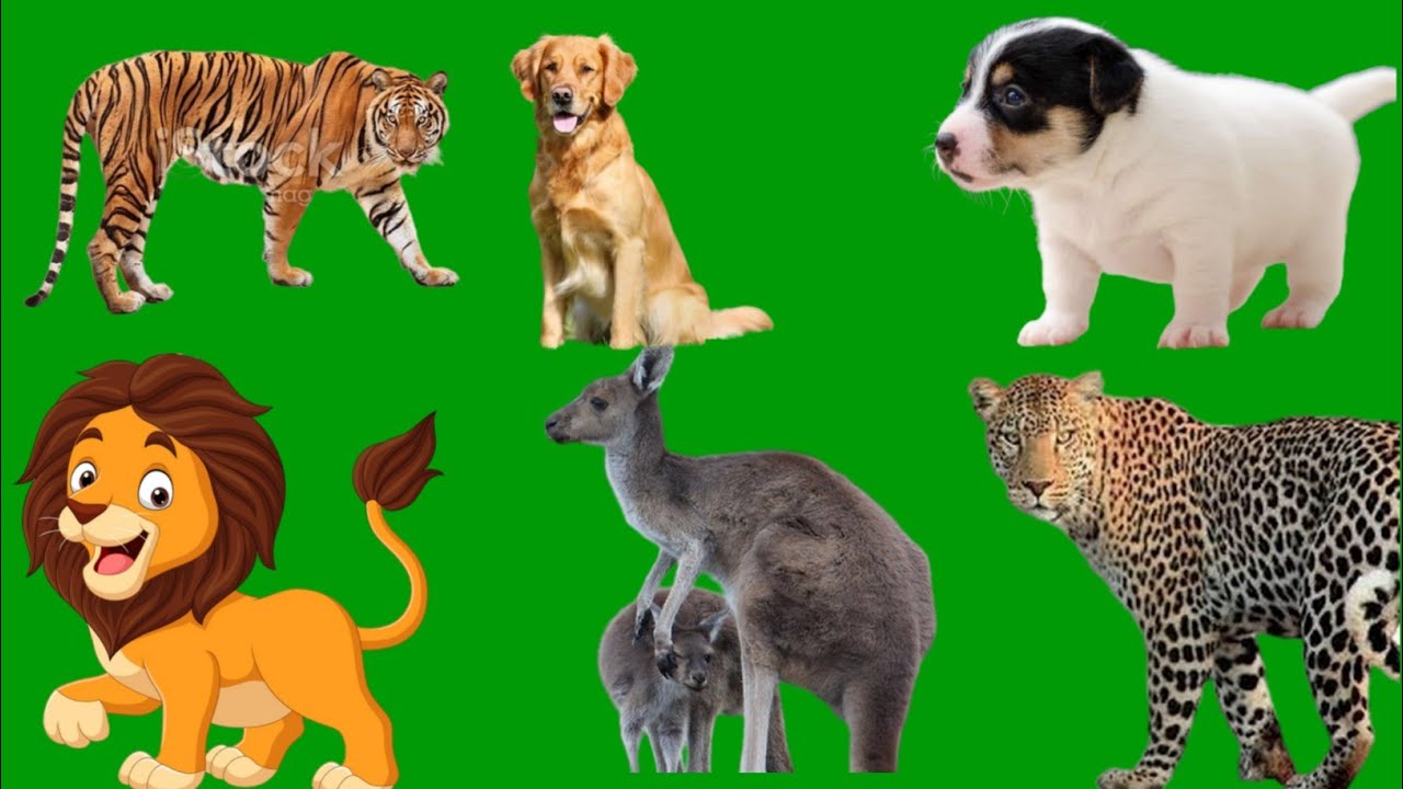 vD cout puppy and lion tiger and kangaroo dog deer many animals - YouTube