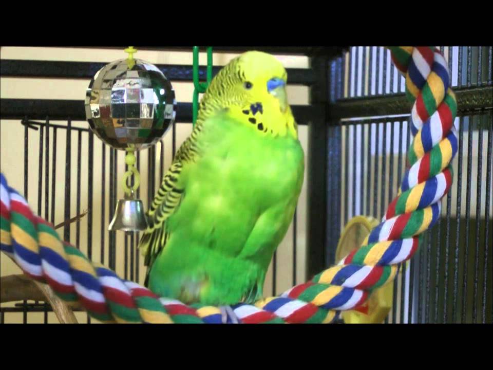 Ah... Ah... CHOO! - YouTube