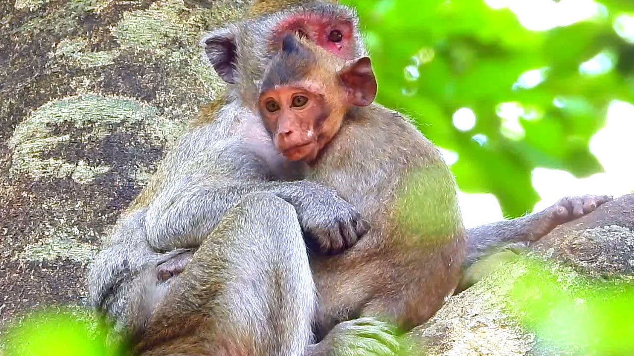 From Big Tummy to Normal Elderly Monkey’s Unexpected Transformation ...