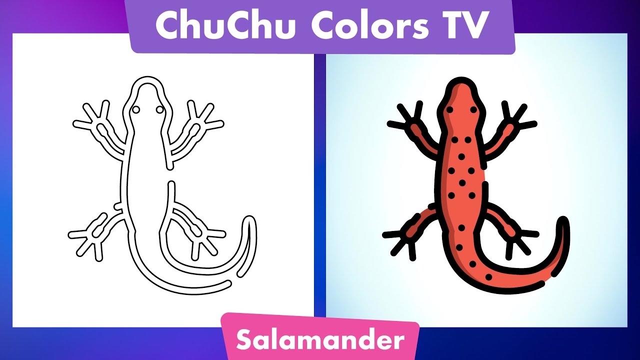 Easy Salamander Drawing for Beginners | Step-by-Step Guide - YouTube