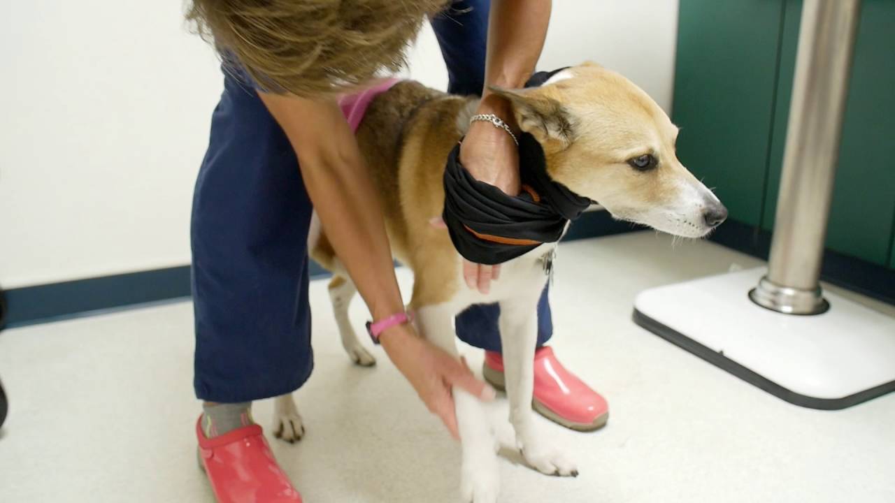 Medipaw Suit - Measuring Guide - YouTube