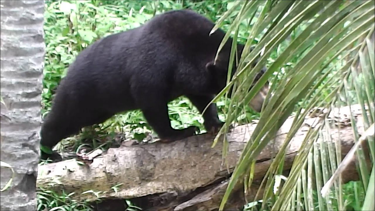The Sun Bears in their New Enclosure (Full HD version) - YouTube