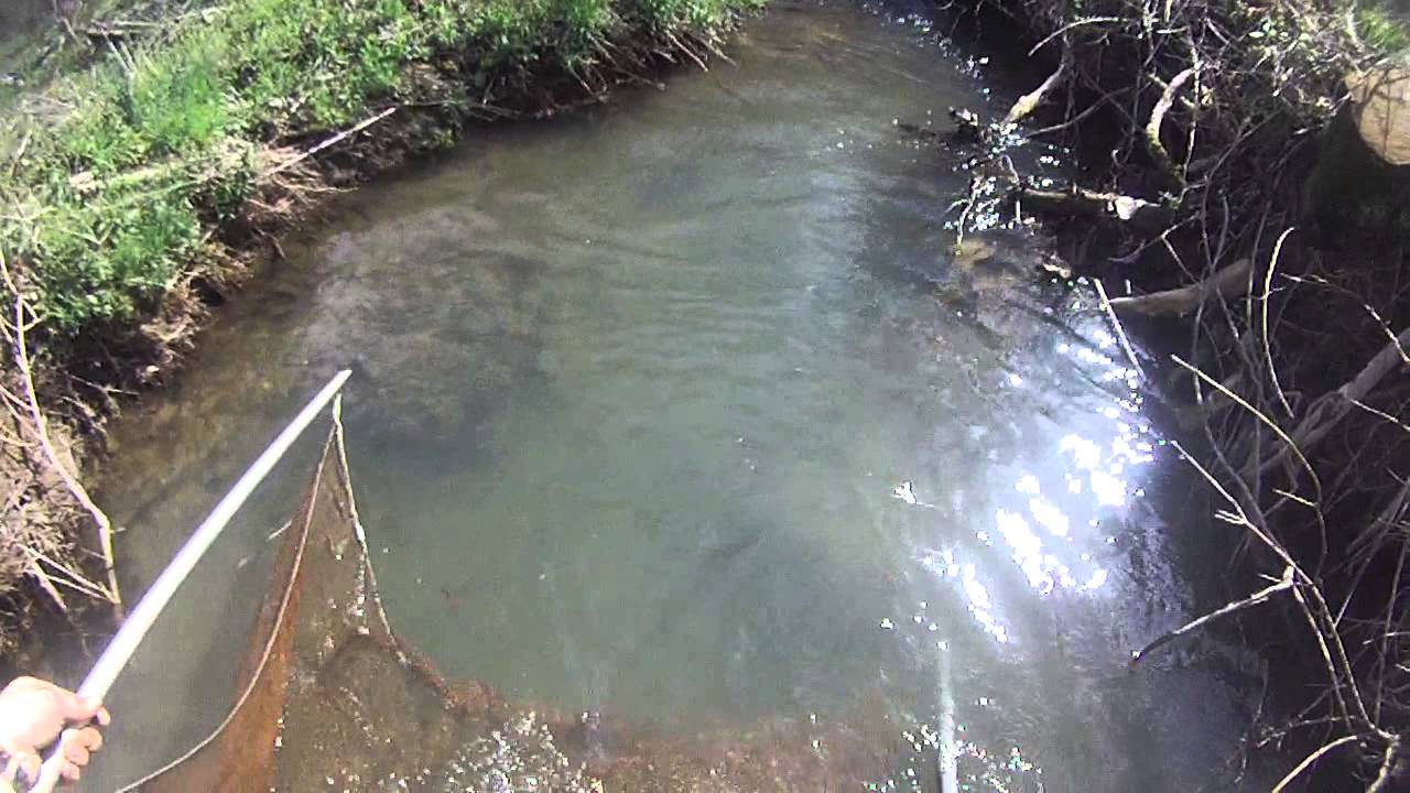 Seining minnow and trying out my new frabil bait bucket - YouTube