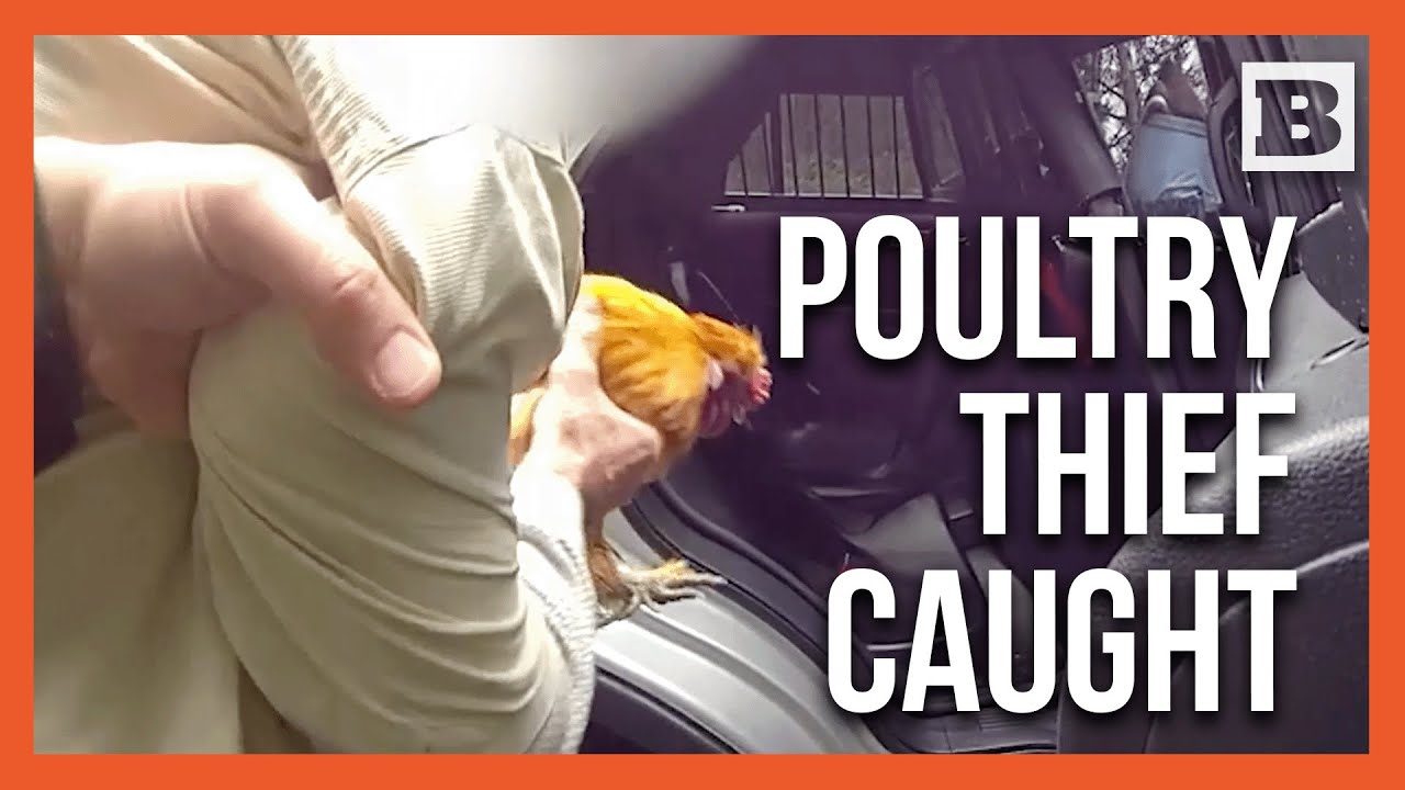 Cluckin’ Crazy: Man Steals Ex’s Chicken, Leaving Cops Scratching Their ...