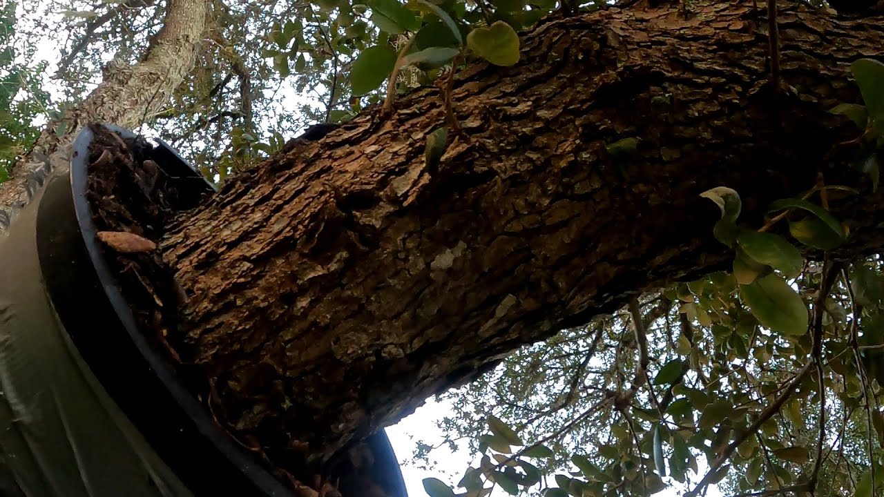 Large Oak Tree Air Layer Attempt - YouTube