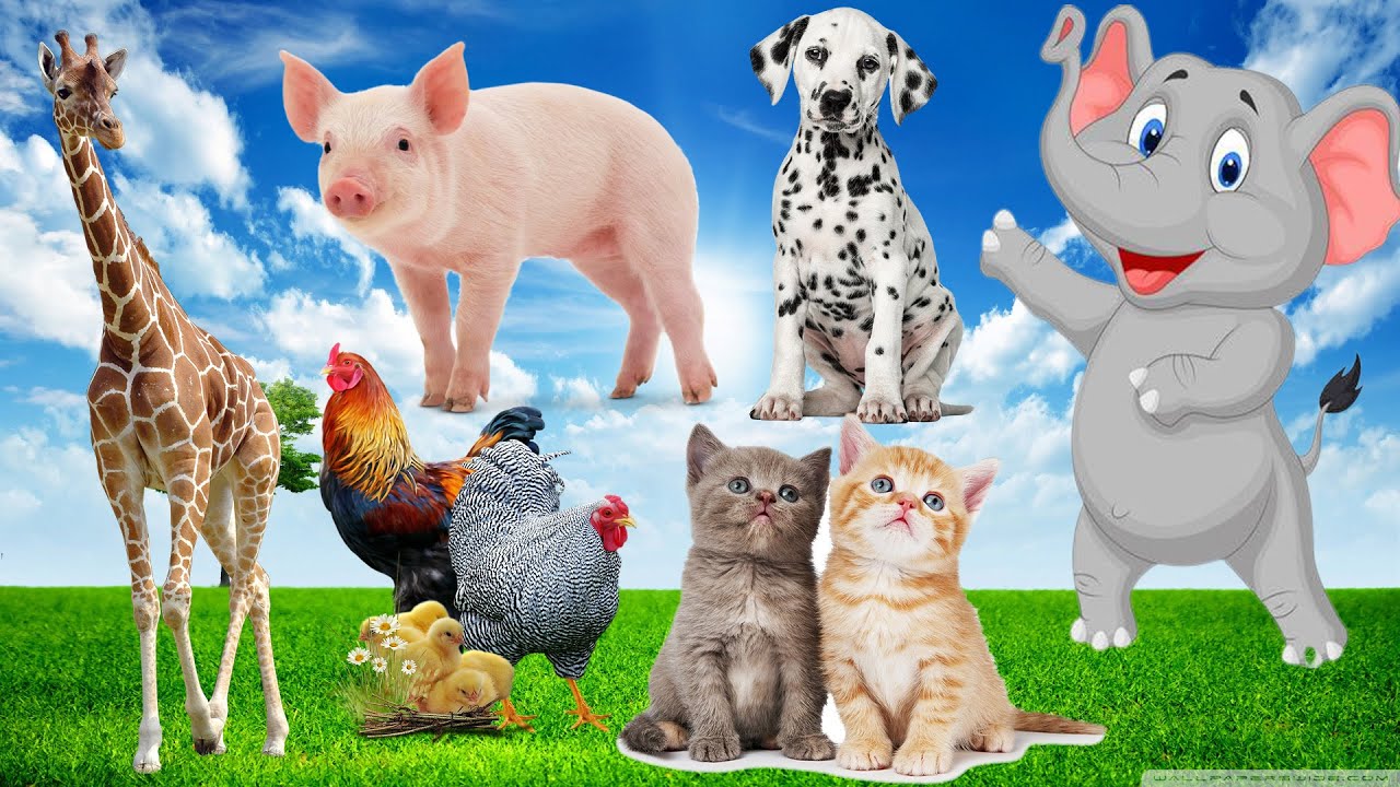 Playful animals, playful animals: monkeys, cows, tigers, cats, dogs ...