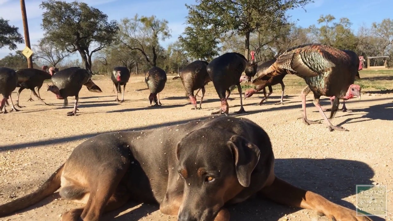 2017 Lone Star Land Steward: Harris Ranch - YouTube