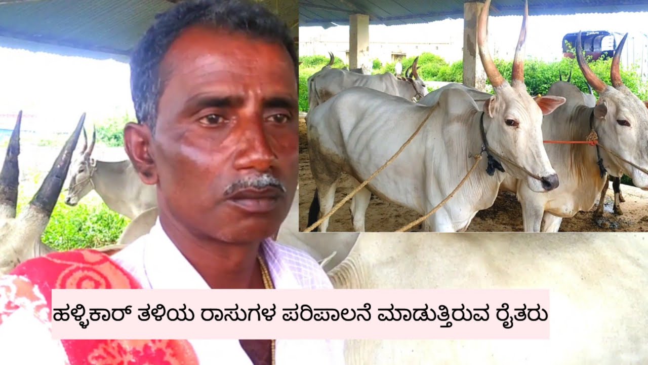 kudalgi farmer purchased hallikar breed animals @indianhallikar - YouTube
