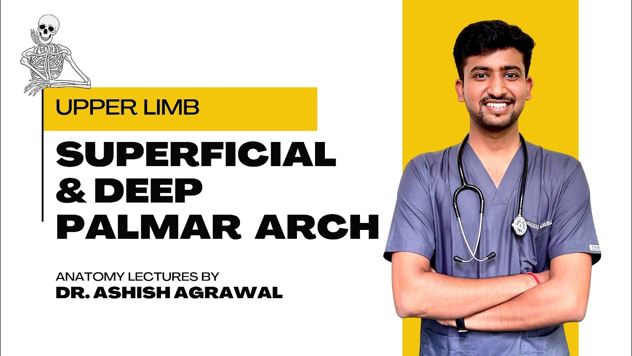 Superficial & Deep Palmar Arch|| Upper Limb Anatomy || First Year MBBS ...