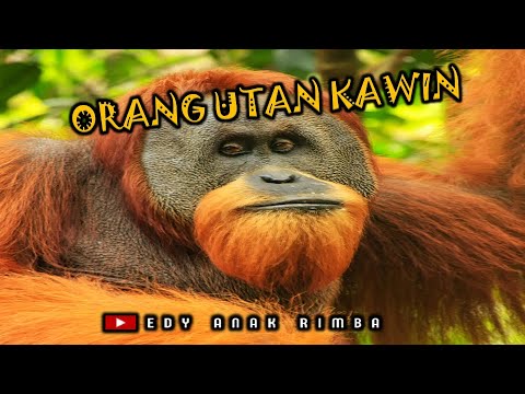 Orang Utan Kawin #hewanlangka #fauna #orangutan  #asliindonesia