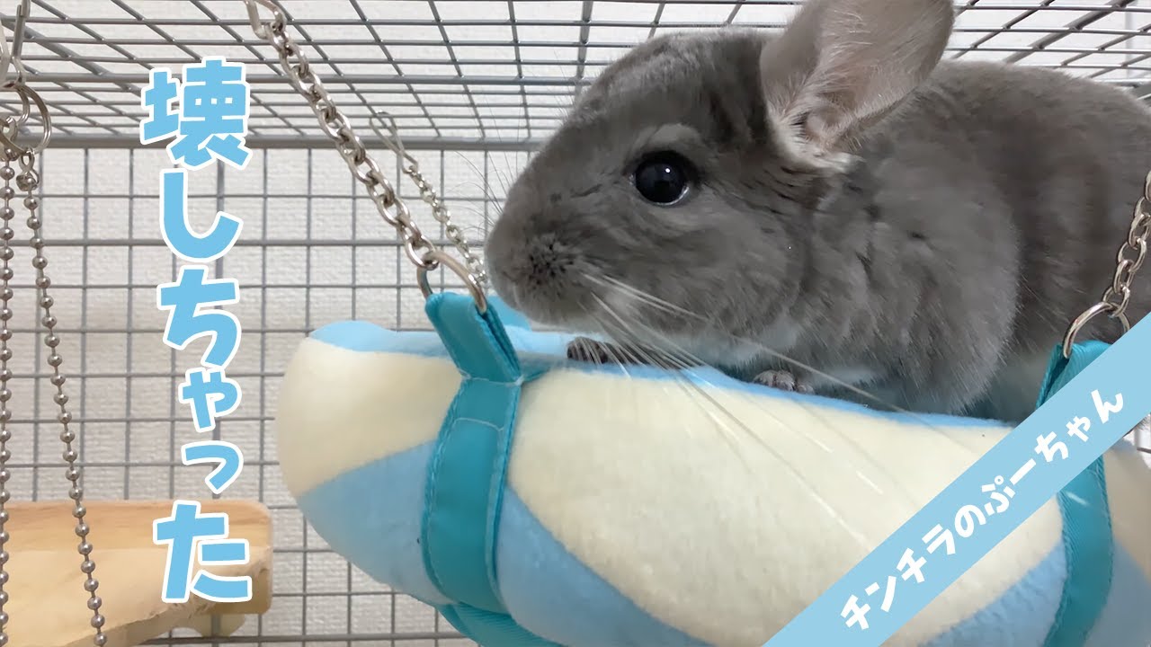 大好きなおひるねブランコを壊しちゃったチンチラ - YouTube