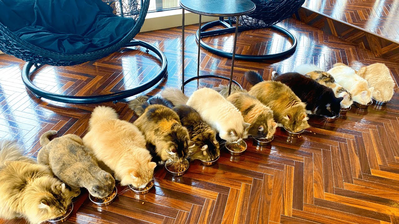 Trying a Super Cute Cat Cafe in Japan🐈 / Mocha Lounge in SHIBUYA,TOKYO ...