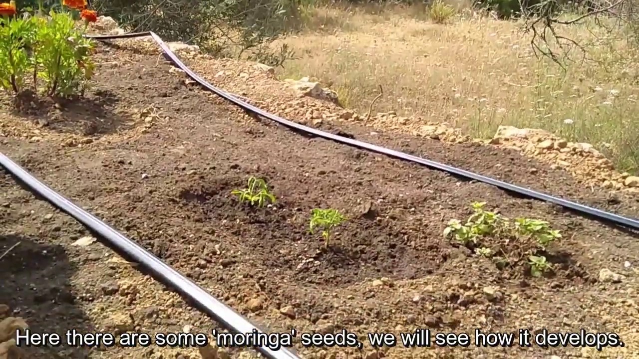 Our Crops - YouTube