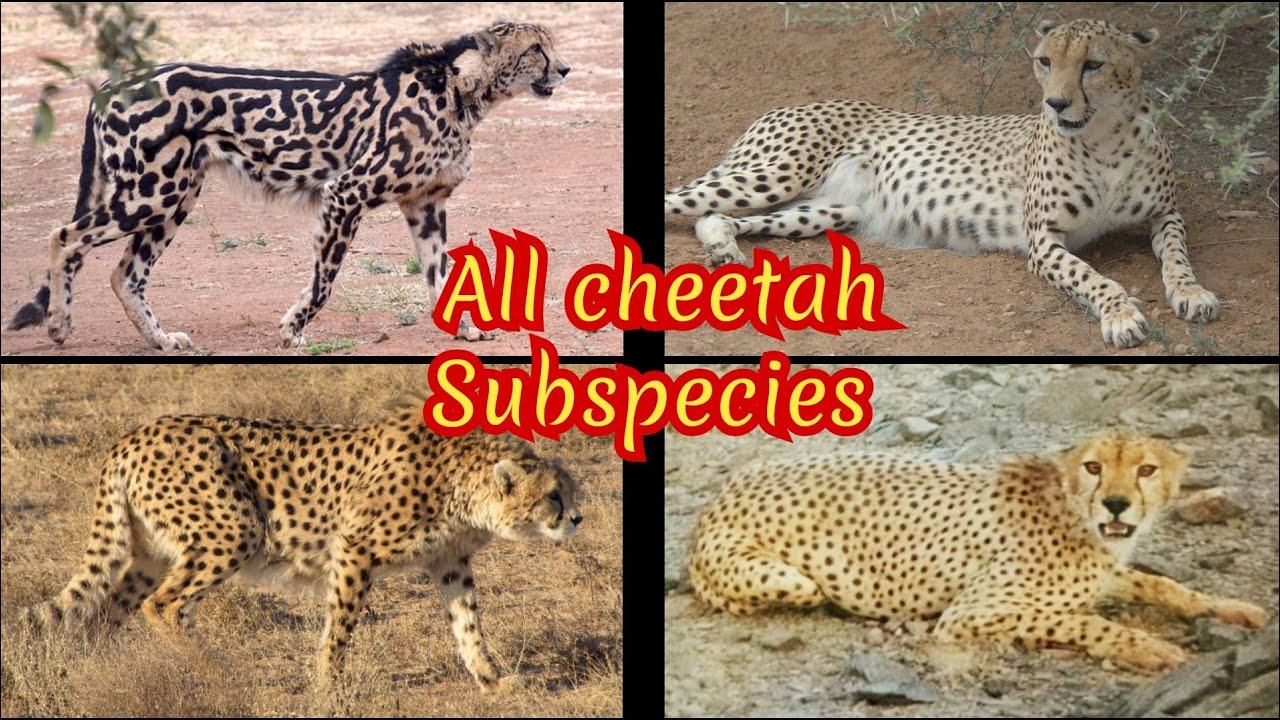 All Sub-species of Cheetah (FACTS & COMPARISON) - YouTube