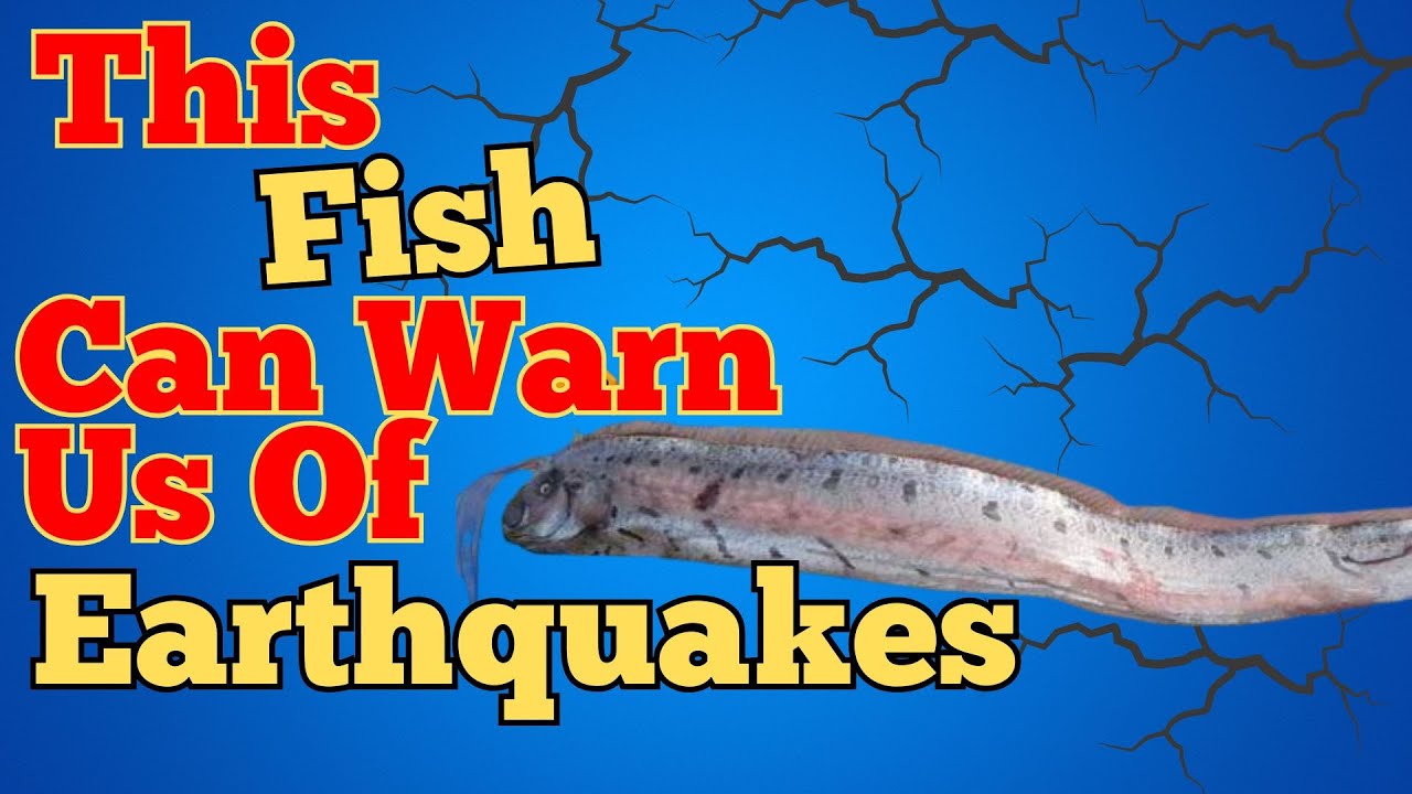 Why This Fish Is Called the Harbinger of Earthquakes - YouTube