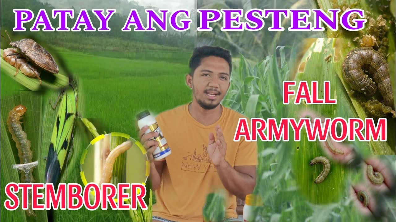 Gabay sa Paggamit Ng SHOCKWAVE insecticide para Fall Army Worm | BPH ...